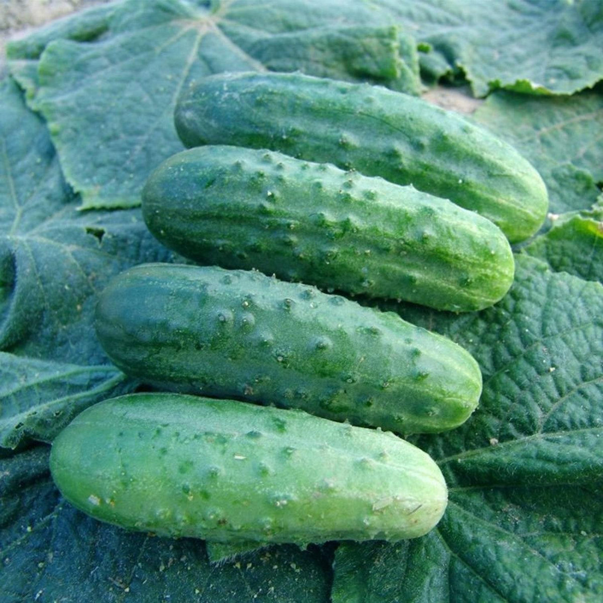 Cucumber Marieta F1 Seeds Hybrid For Planting 100+ Seeds - Perfect for ...