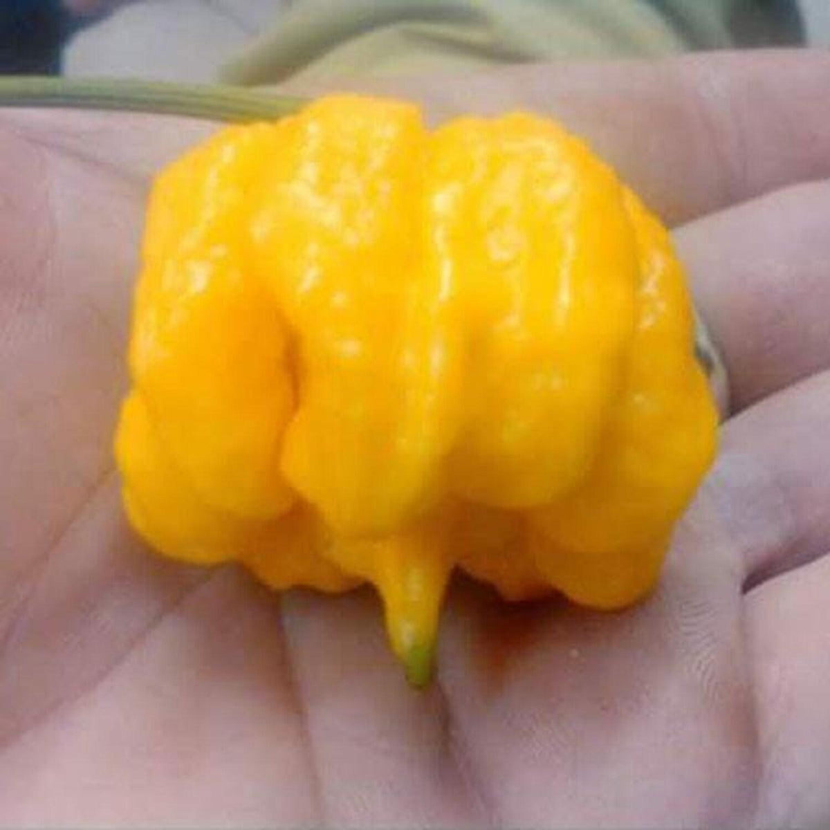 50+ Seeds Yellow Reaper Seeds - Perfect for Planting and Gifting ...