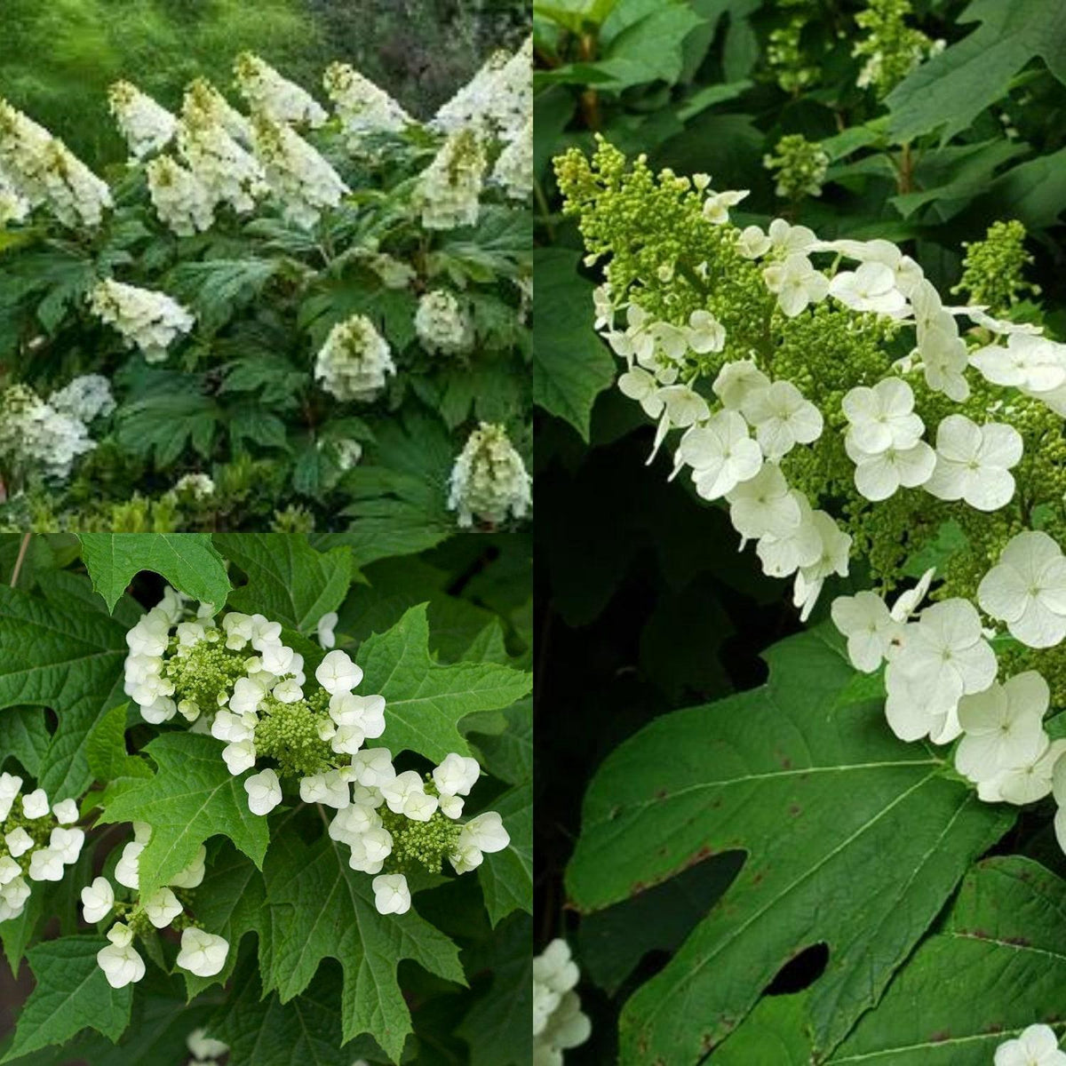 50+ Seeds For Planting, Hydrangea Quercifolia Seeds, Oakleaf Hydrangea ...