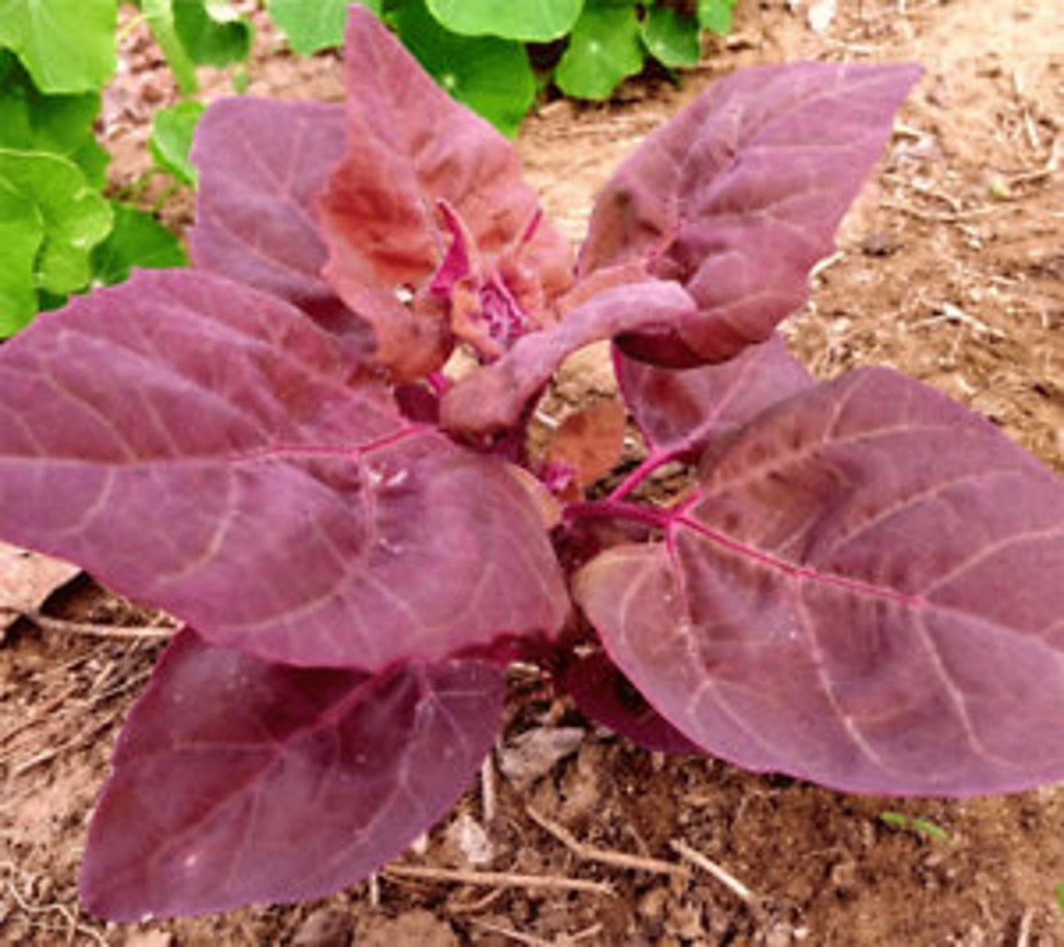 Atriplex Red Plume Seed 50+ Seeds - Perfect for Planting and Gifting ...