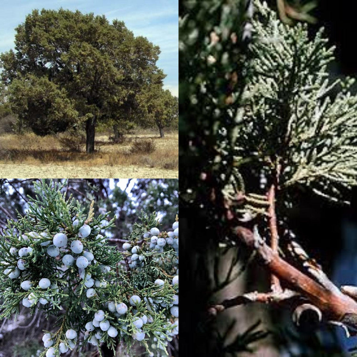 50+ Seeds For Planting, Juniperus Deppeana Seeds, Alligator Juniper, C ...