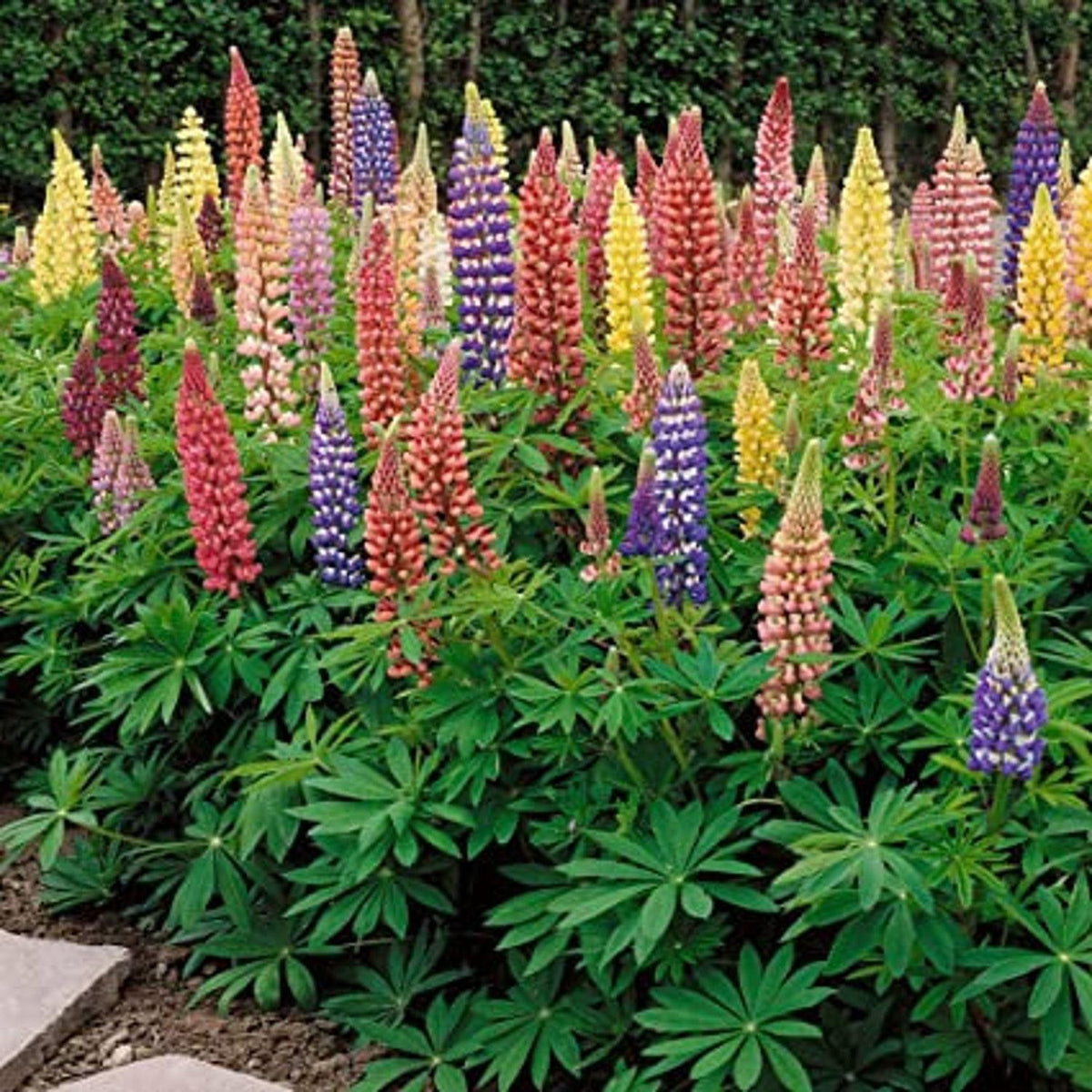 Lupine Russell Flower Seed 50+ Seeds - Perfect for Planting and Giftin ...