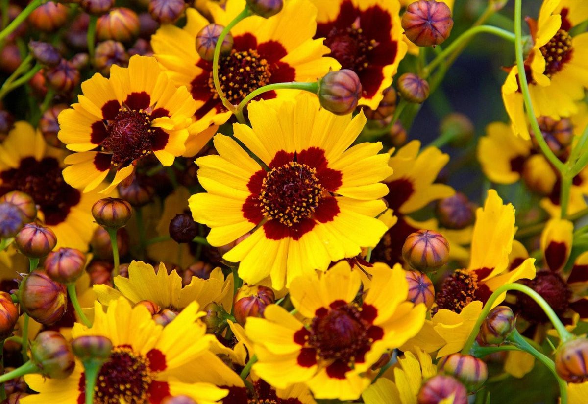Plains Coreopsis Seeds, Golden Tickseed Flowers, 100+ Seeds Open Polli ...