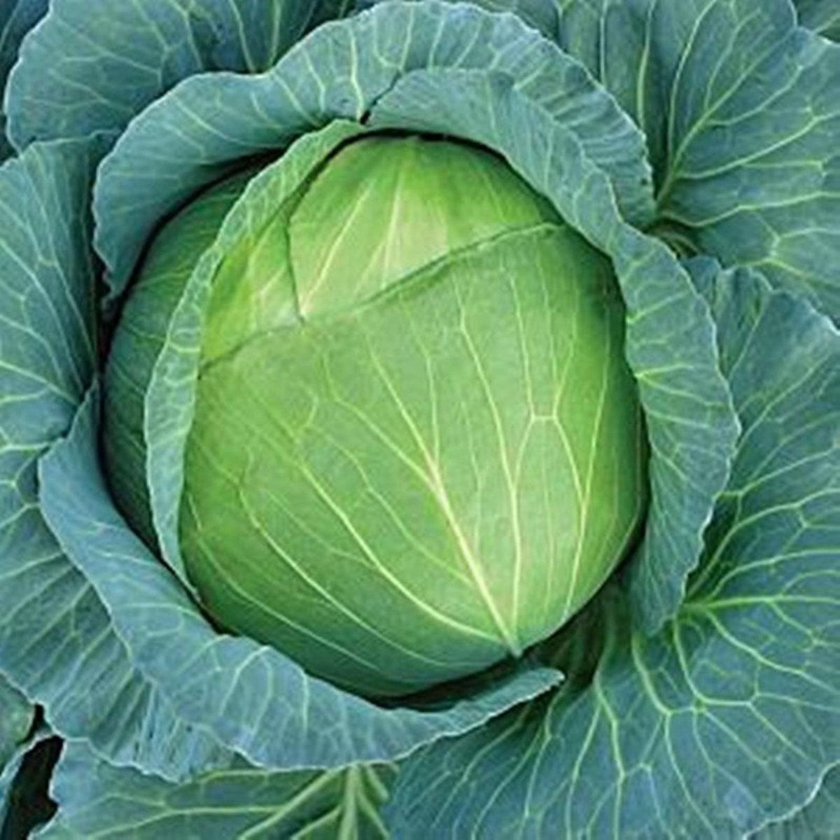 Ball Head Cabbage Stone Head Seeds For Planting 100+ Seeds - Perfect f ...