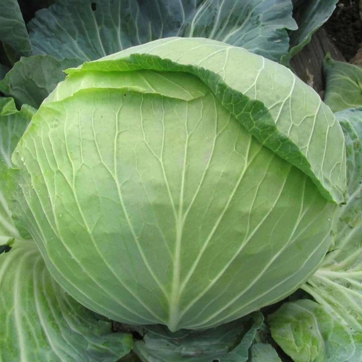 Ball Head Cabbage Kolobok F1 Seeds Hybrid For Planting 100+ Seeds - Pe ...
