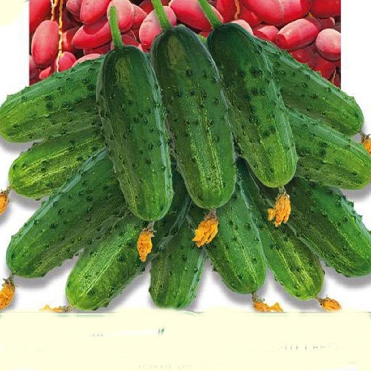 Cucumber Date Bunch F1 Seeds Hybrid For Planting 100+ Seeds - Perfect ...