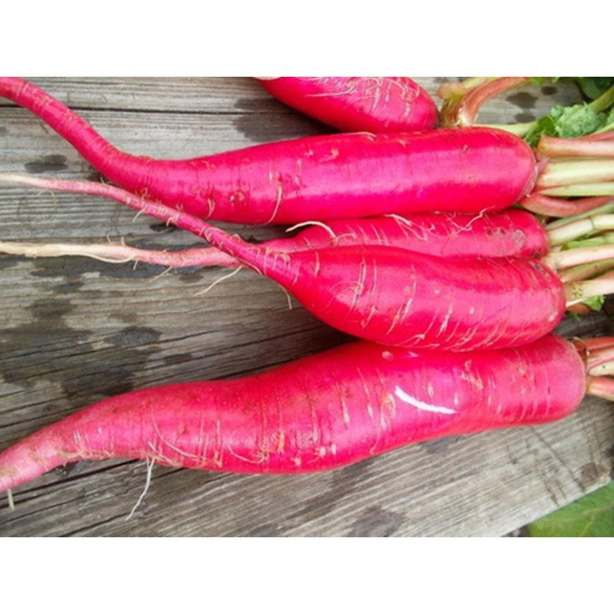 Radish Red Giant Seeds For Planting 100+ Seeds - Perfect for Planting ...