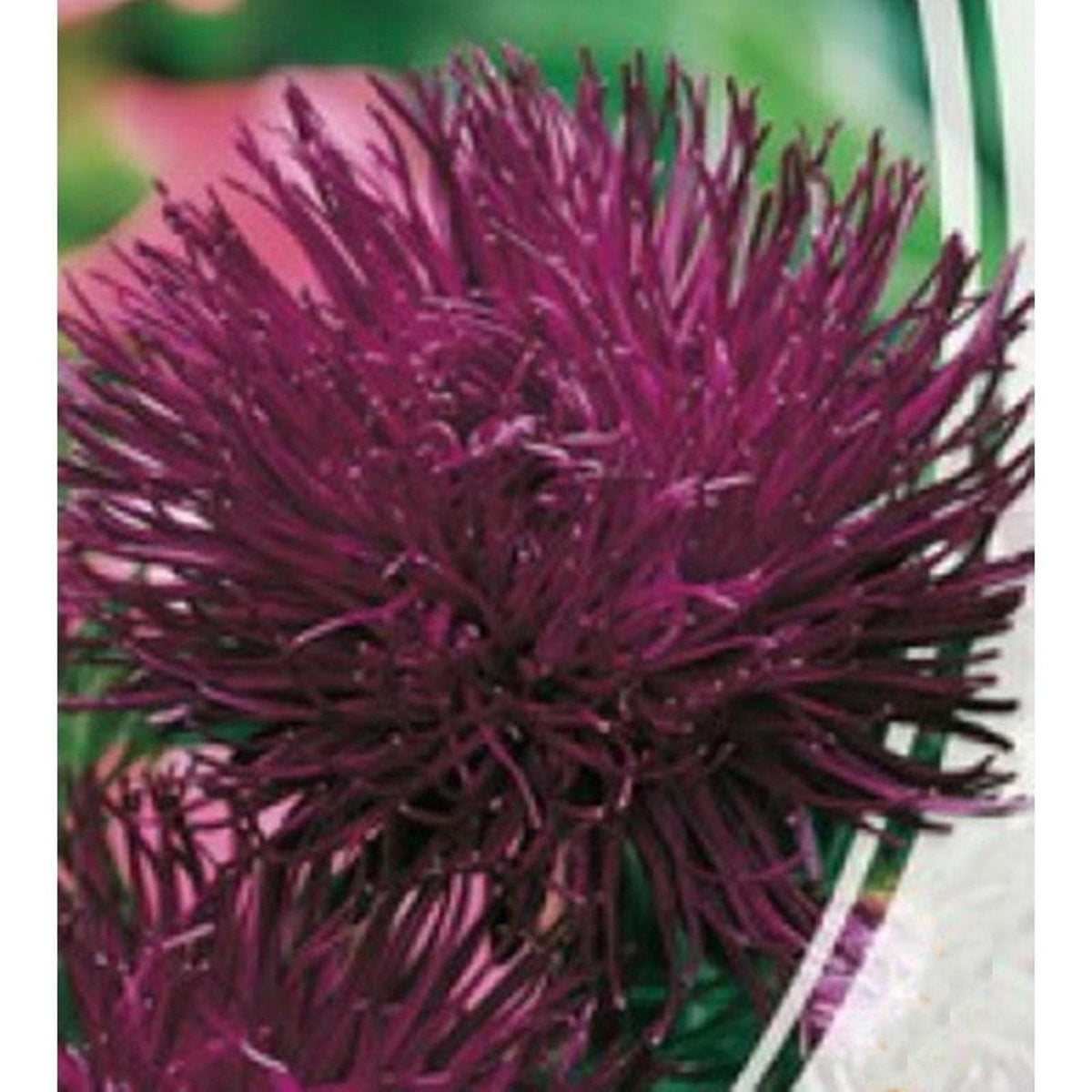 Aster Needle Cinderella Seeds Annual Flowering For Planting 100+ Seeds ...