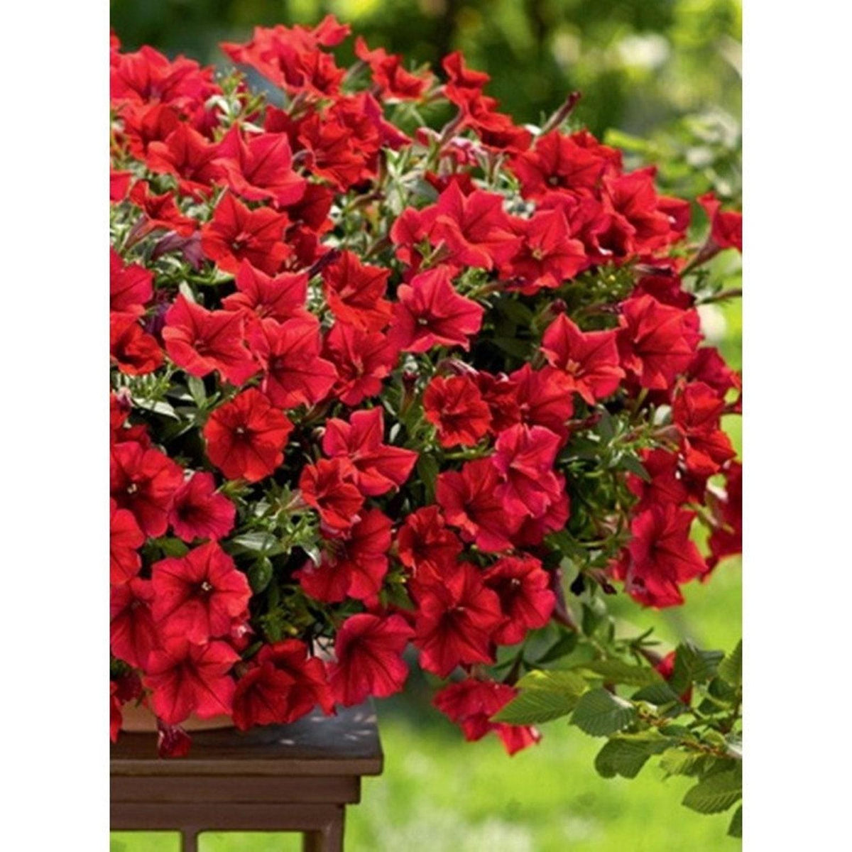 Petunia Trailing Red F1 Seeds Annual Hybrid For Planting 100+ Seeds ...