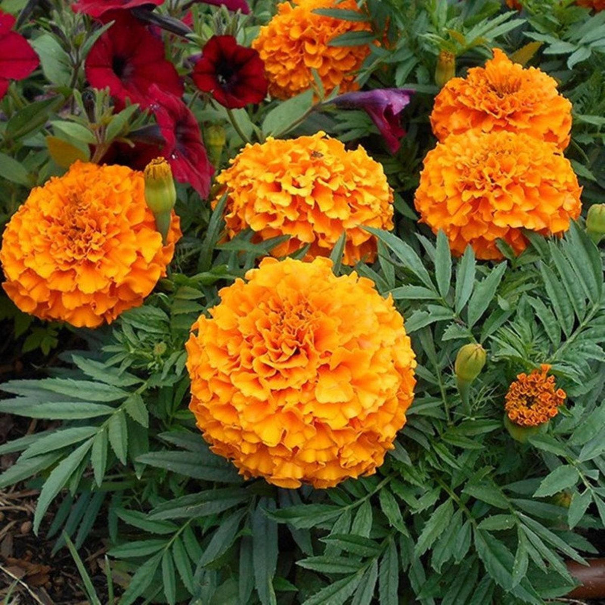 Dwarf Mexican Marigold Orange Seeds Annual Flowering For Planting 100 ...