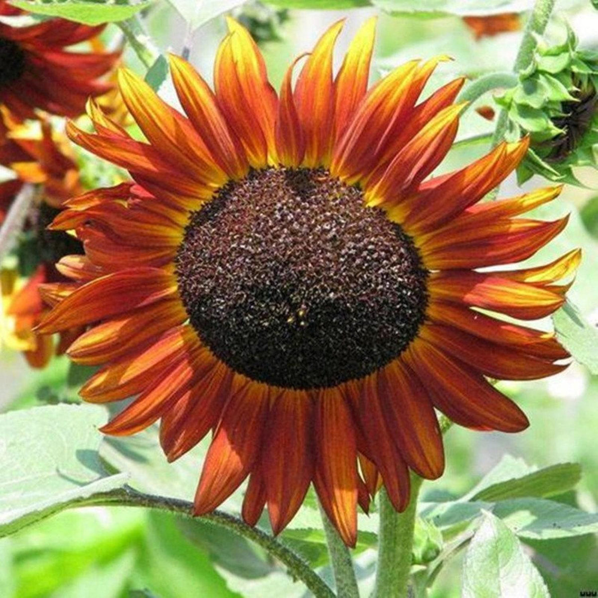 Sunflower Decorative Morning Sun Seeds Annual Flowering For Planting 1 ...