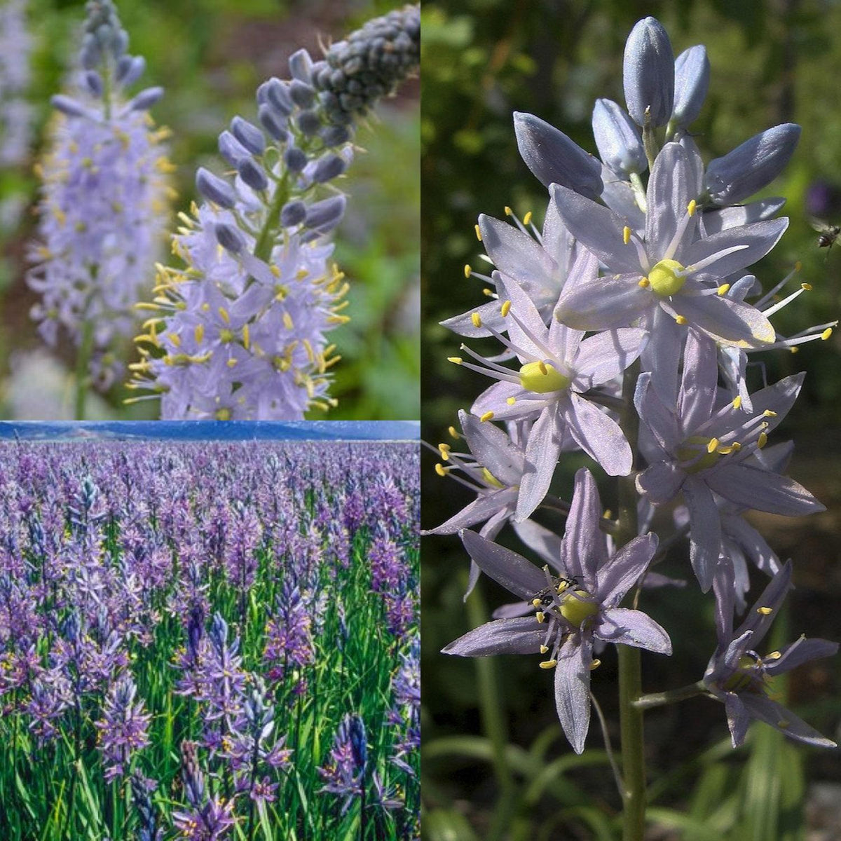 50+ Seeds For Planting, Camassia Angusta Seeds, Southern Wild Hyacinth ...