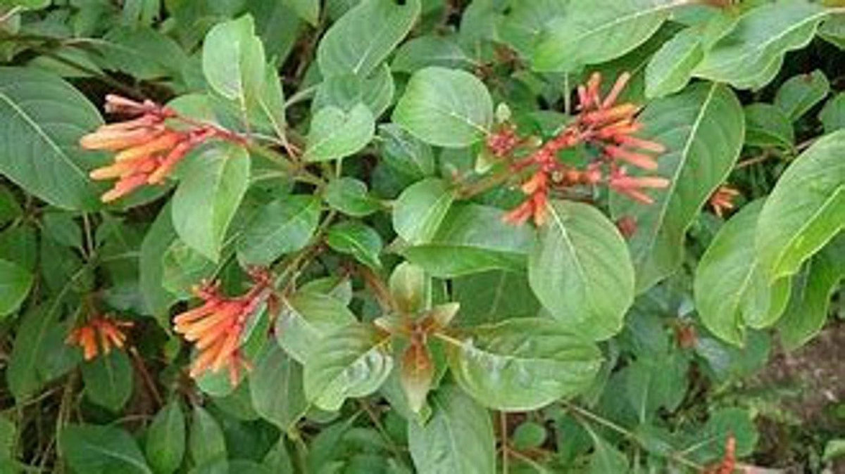 Mexican Firebush Compacta Bush Seeds 35+ Seeds Gallon Plant - Perfect ...