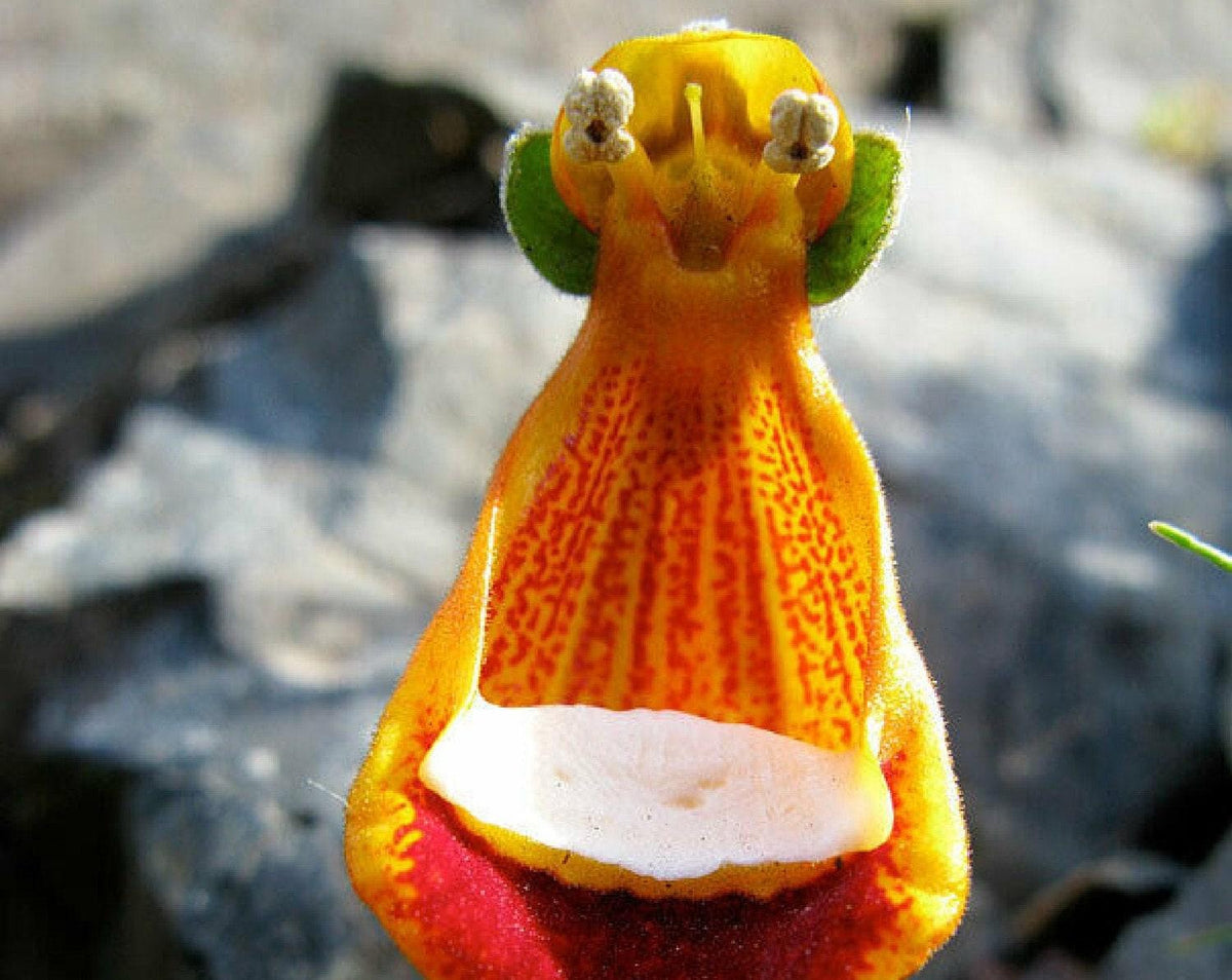Pcs Happy Alien (calceolaria Uniflora) Flower Seeds Plant Seed Rare (c ...