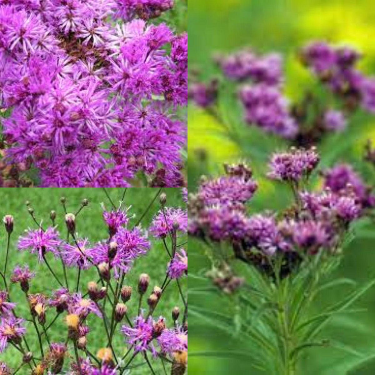 50+ Seeds For Planting, Veria Fasciculata Seeds, Western Ironweed, Smo ...