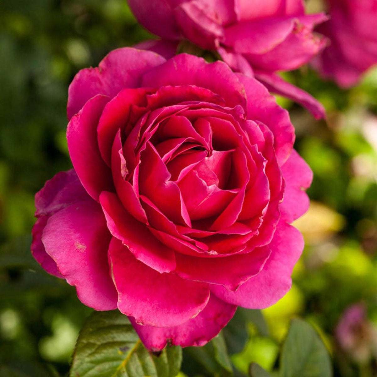 Rare Seeds Pretty Lady Rose Seeds 100+ Seeds Get - Perfect for Plantin ...