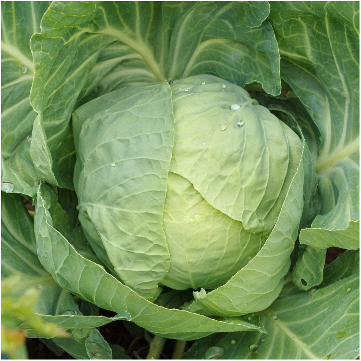 50+ Seeds Early Round Dutch Cabbage Seeds, Dutch Cabbage, Easy To Grow ...
