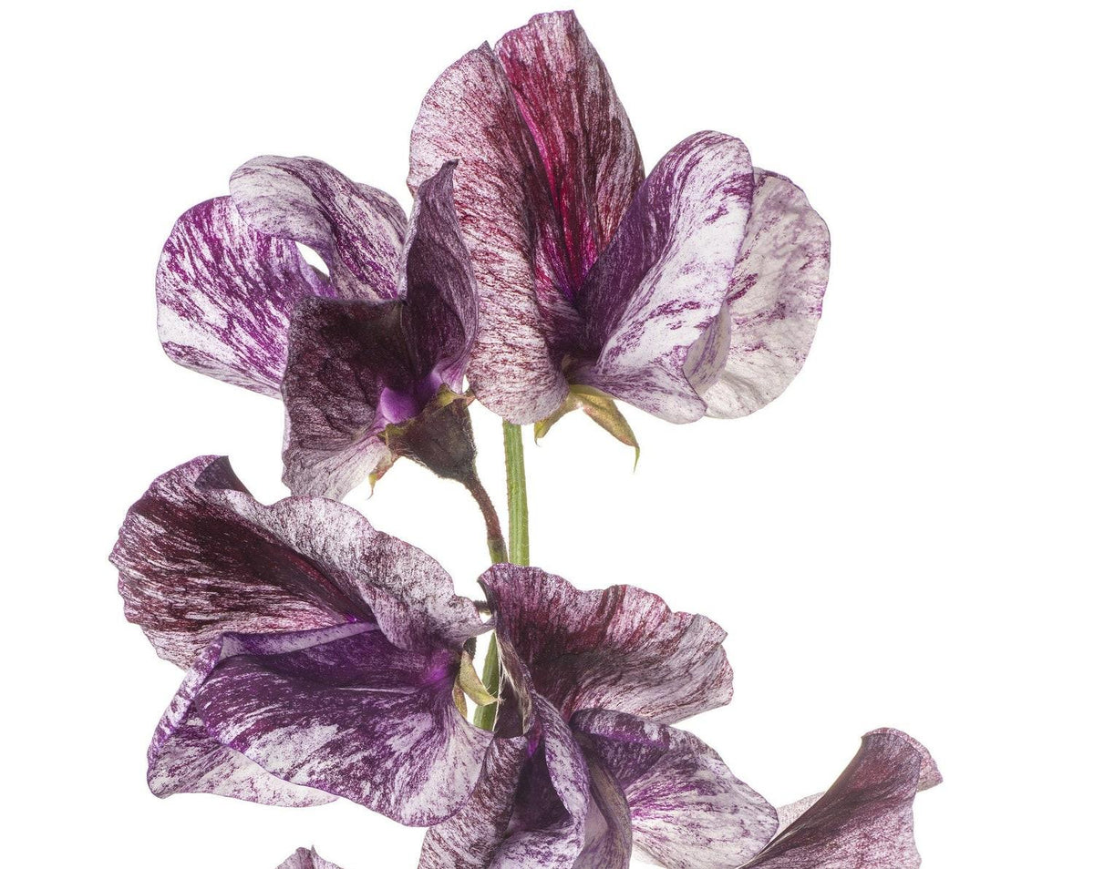 Streamers Chocolate Sweet Peas, Burgundy, Plum And White Streaked, Ann ...