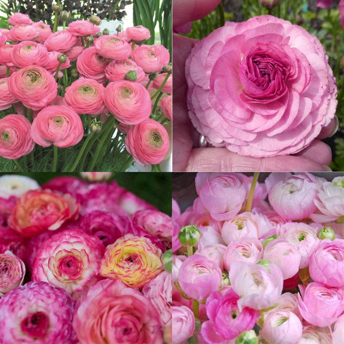 50+ Seeds Ranunculus Picotee Pink Persian Buttercup Ous , Ranunculus A ...