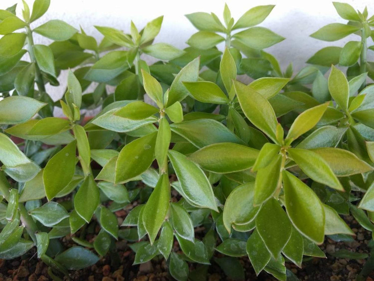 100+ Seeds X Pereskiopsis Spatulata Prehistoric Cactus Seeds Cm Seedsi ...