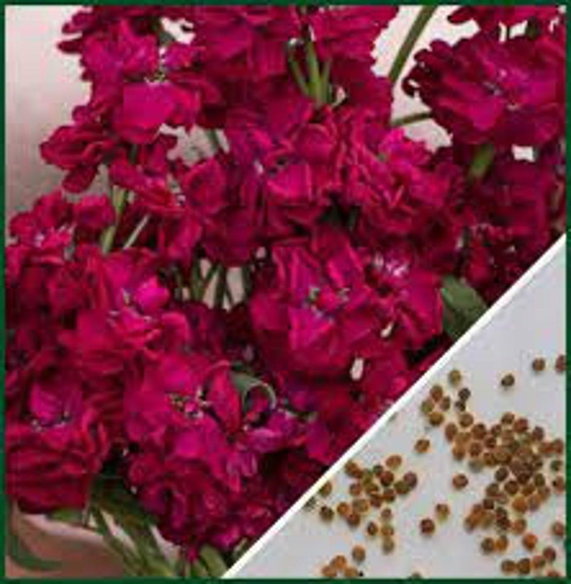 Katz Ruby Stock Flower Seeds 45+ Seeds - Perfect for Planting and Gift ...