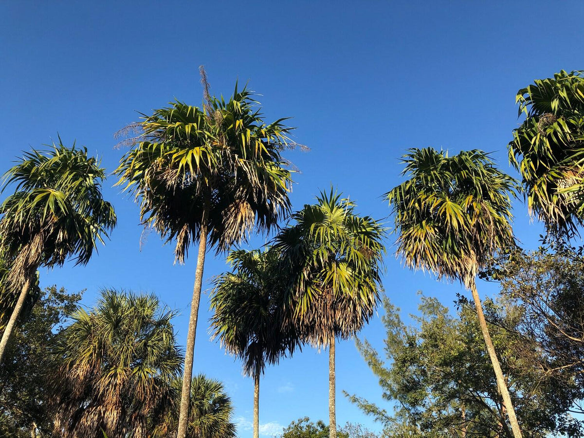 50+ Seeds Mexican Fan Palm Tree Seeds - Perfect for Planting and Gifti ...