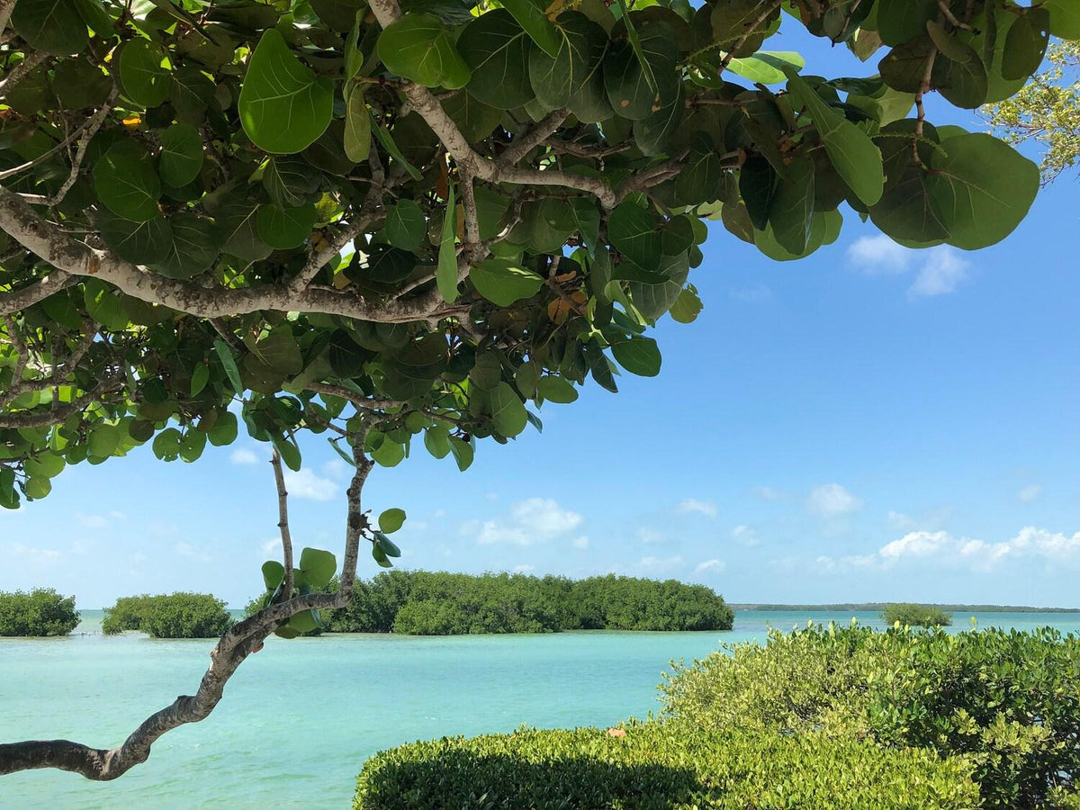 50+ Seeds Sea Seeds Tree Seeds - Perfect for Planting and Gifting ...