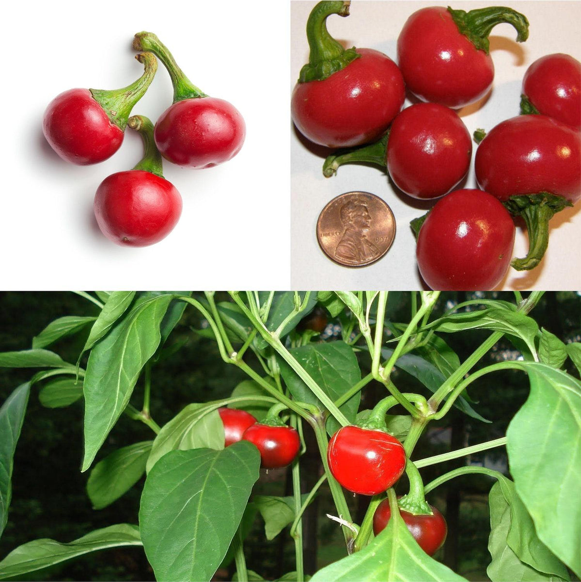 Large Hot Cherry Capsicum Annuum, 100+ Seeds Mg Seeds For Planting ...