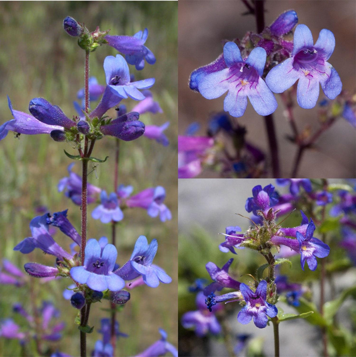 Low Beardtongue Lowly Beardtongue (penstemon Humilis) 100+ Seeds Mg Se ...