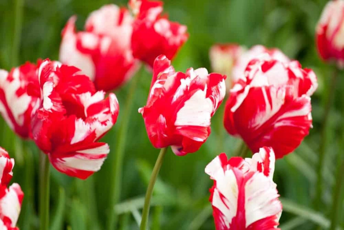 Tulip Seeds H100+ Seeds - Perfect for Planting and Gifting – Seeds ...