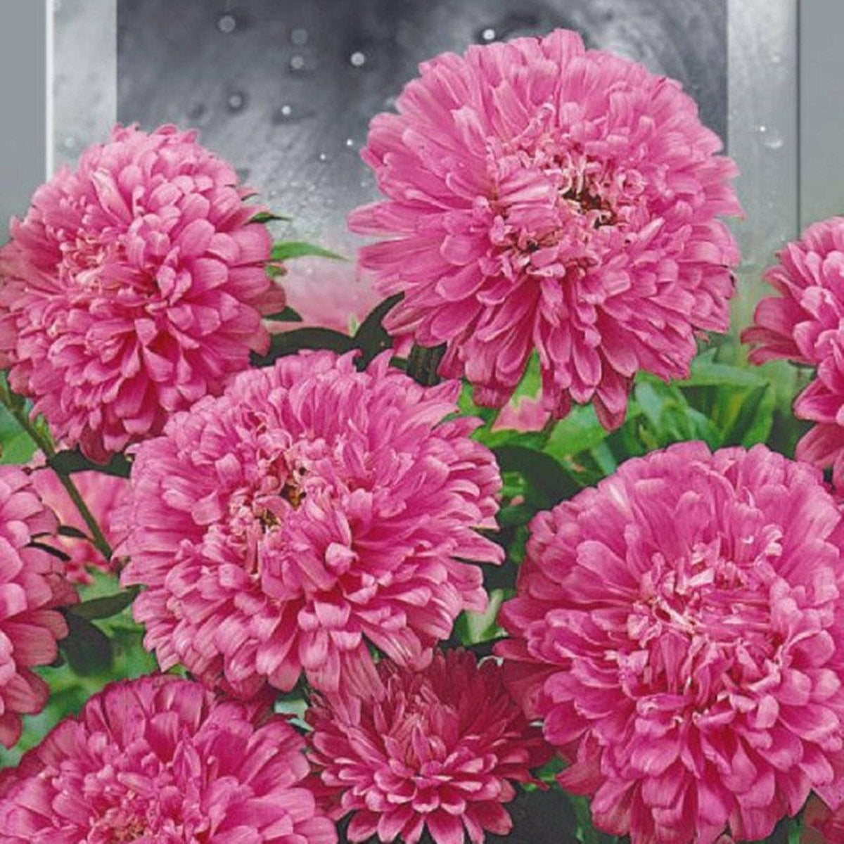 Aster Dwarf Classic Salmon Seeds Annual Flowering For Planting 100+ Se ...