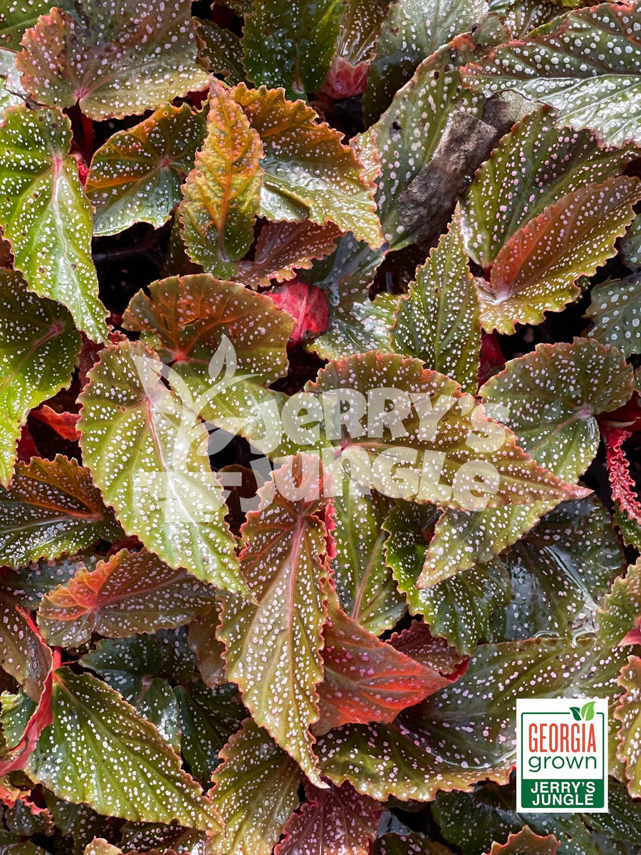 Angel Wing Begonia Benigo Cane Begonia 35+ Seeds - Perfect for Plantin ...