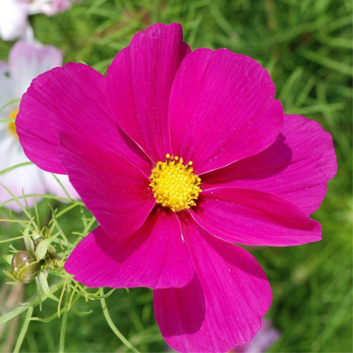 35+ Seeds Cosmos Rose Seeds, Cosmos Bipinnatus Dwarf Sensation Rose ...