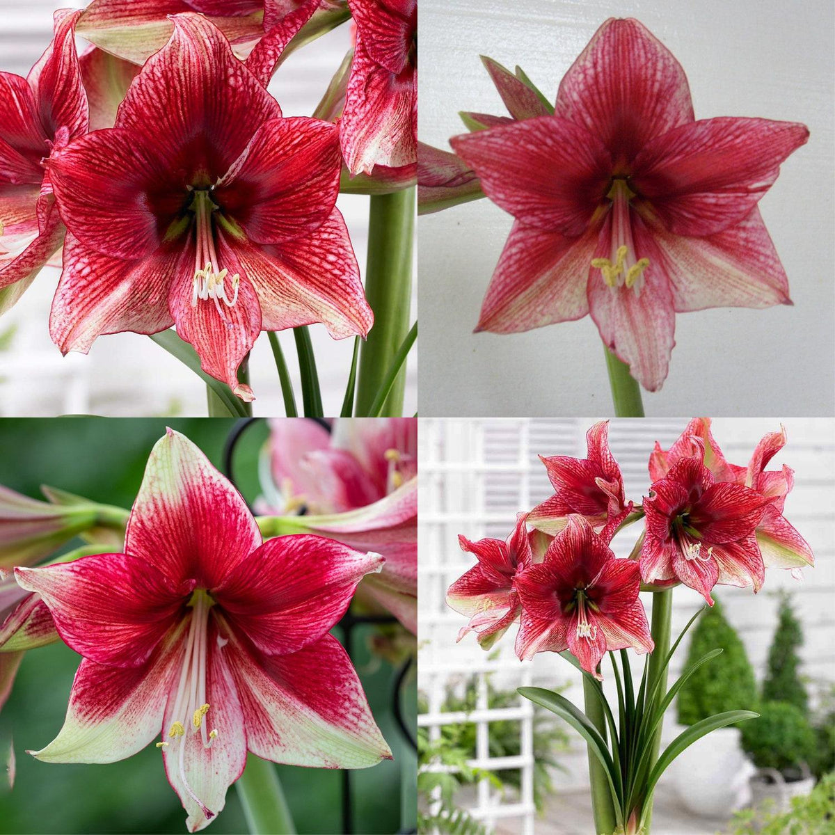 Jumbo Amaryllis Tosca Dutch Hippeastrum Sz 100+ Seeds Bi Colour, Bouqu ...