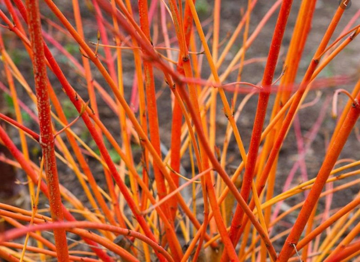 Cornus Sanguinea 50+ Seeds - Perfect for Planting and Gifting – Seeds ...