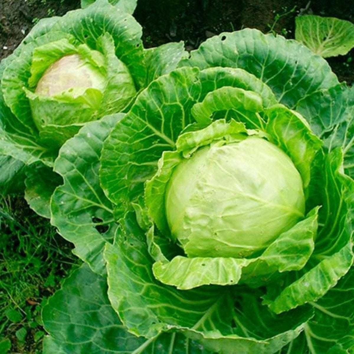 Ball Head Cabbage Olga Seeds For Planting 100+ Seeds - Perfect for Pla ...