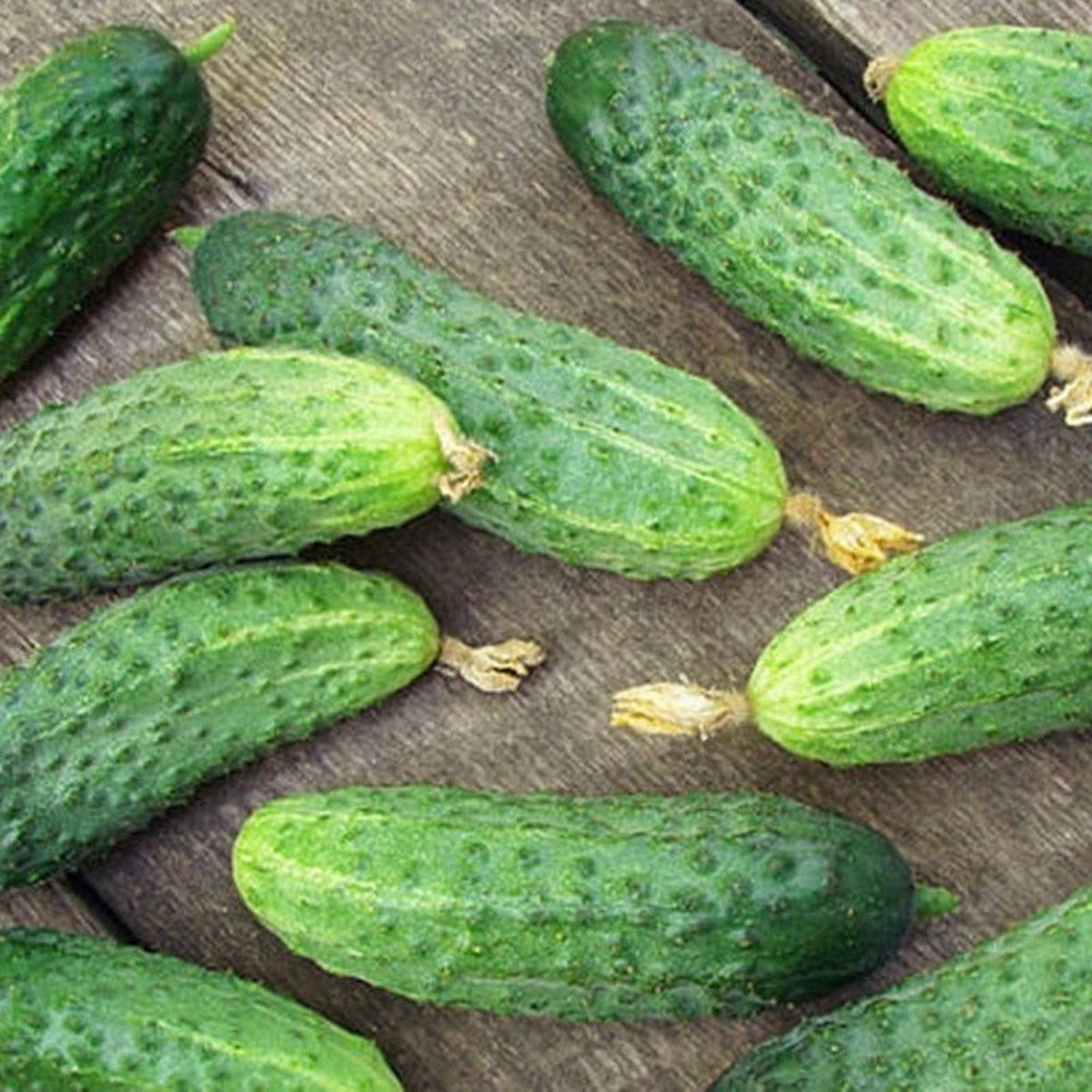 Cucumber King Of Beds F1 Seeds Hybrid For Planting 100+ Seeds - Perfec ...