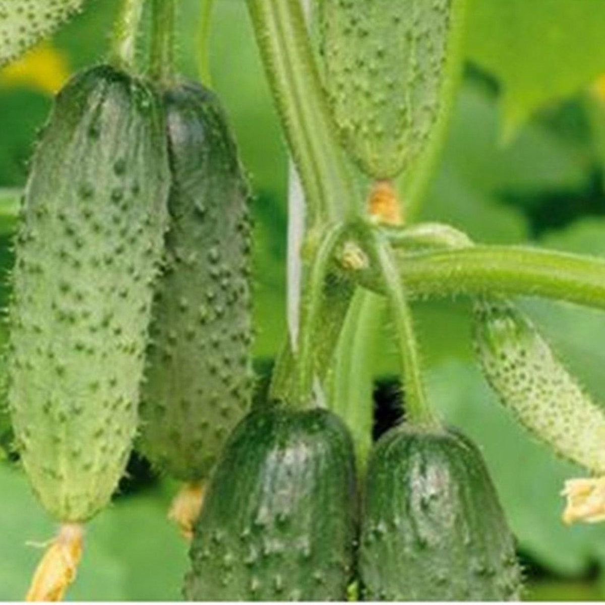 Cucumber Fawn F1 Seeds Self Pollinating For Planting 100+ Seeds - Perf ...