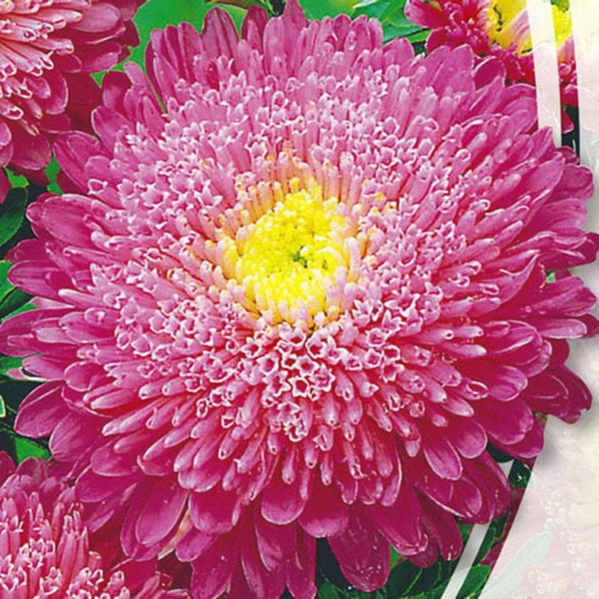 Aster Princess Conny Seeds Annual Flowering For Planting 100+ Seeds ...