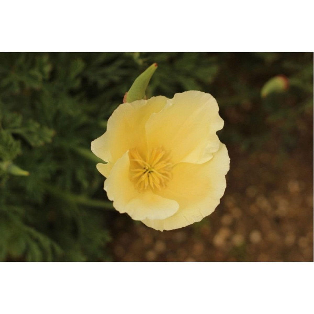 California Alba Seeds Annual Flowering For Planting 100+ Seeds - Perfe ...