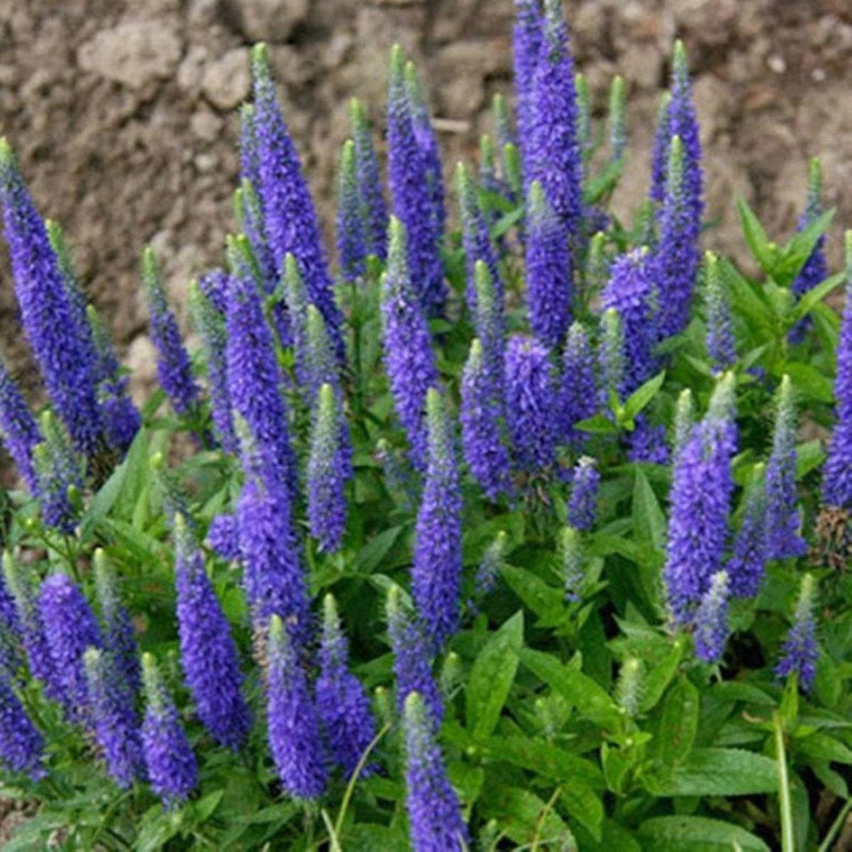 Spiked Speedwell Blue Seeds Draught Resistant For Planting 100+ Seeds ...