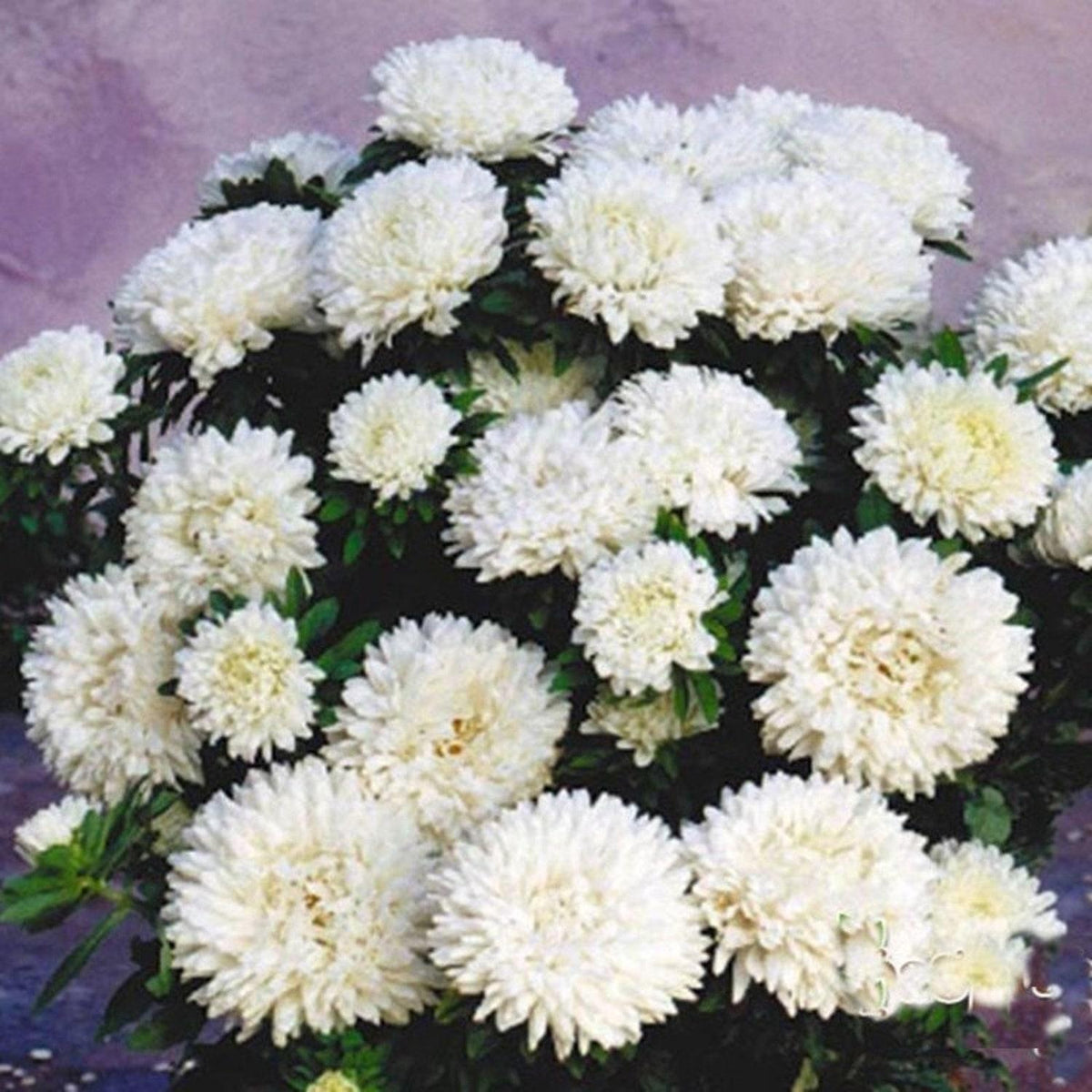 Dwarf Aster White Seeds Annual Flowering For Planting 100+ Seeds - Per ...