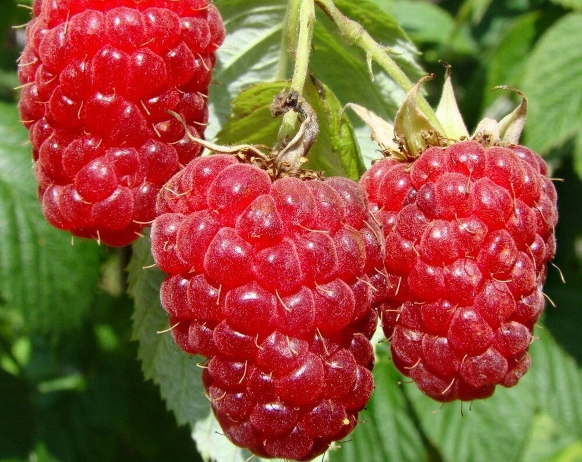 Seeds Caroline Red Raspberry Plant Rubus Seeds Plant (must A Minimum O ...
