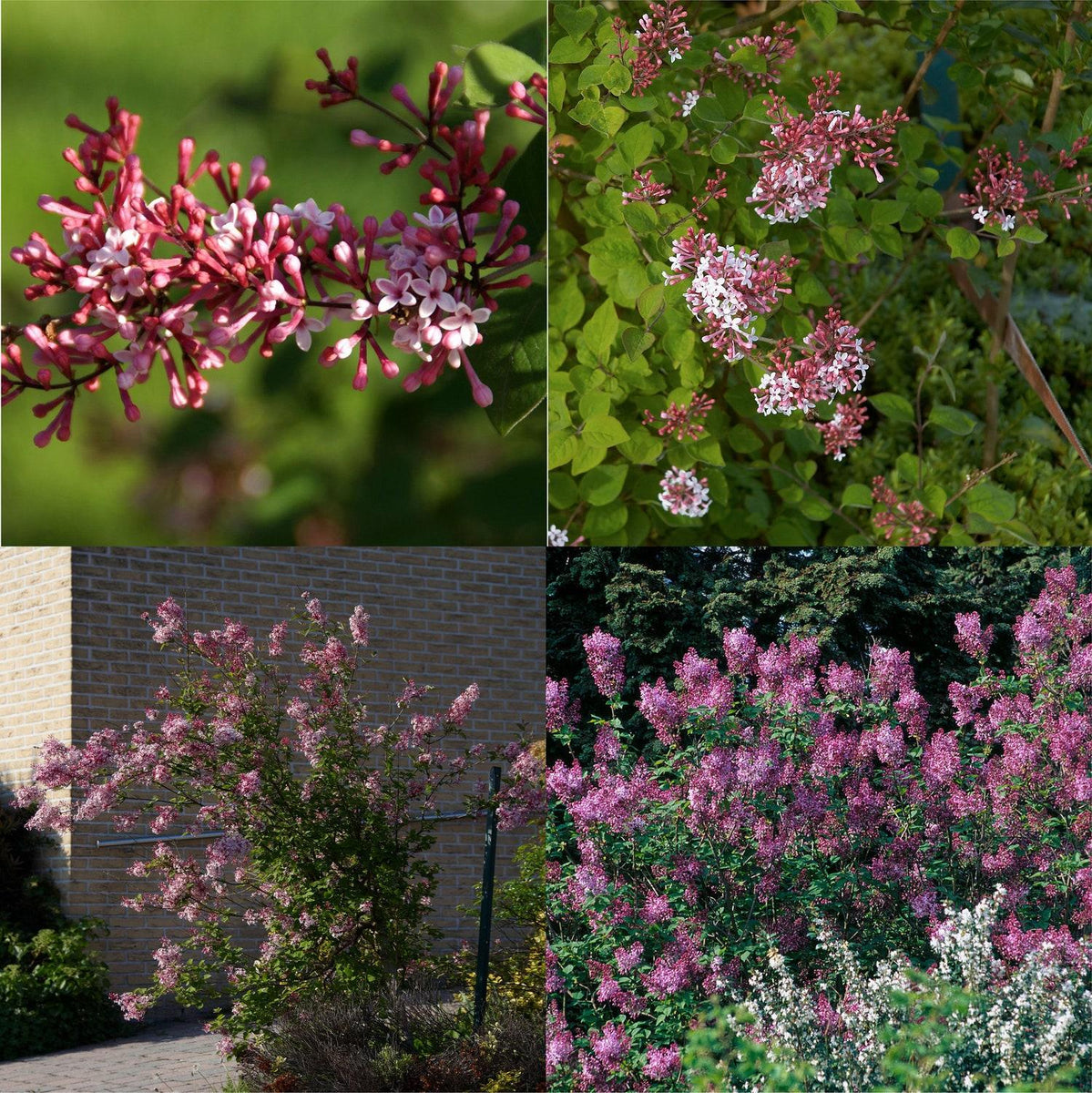 Littleleaf Lilac (syringa Pubescens Subsp Microphylla) 35+ Seeds For P ...