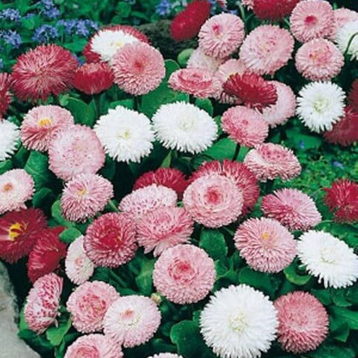 English Daisy Double Mix Seeds Flowering For Planting 100+ Seeds - Per ...