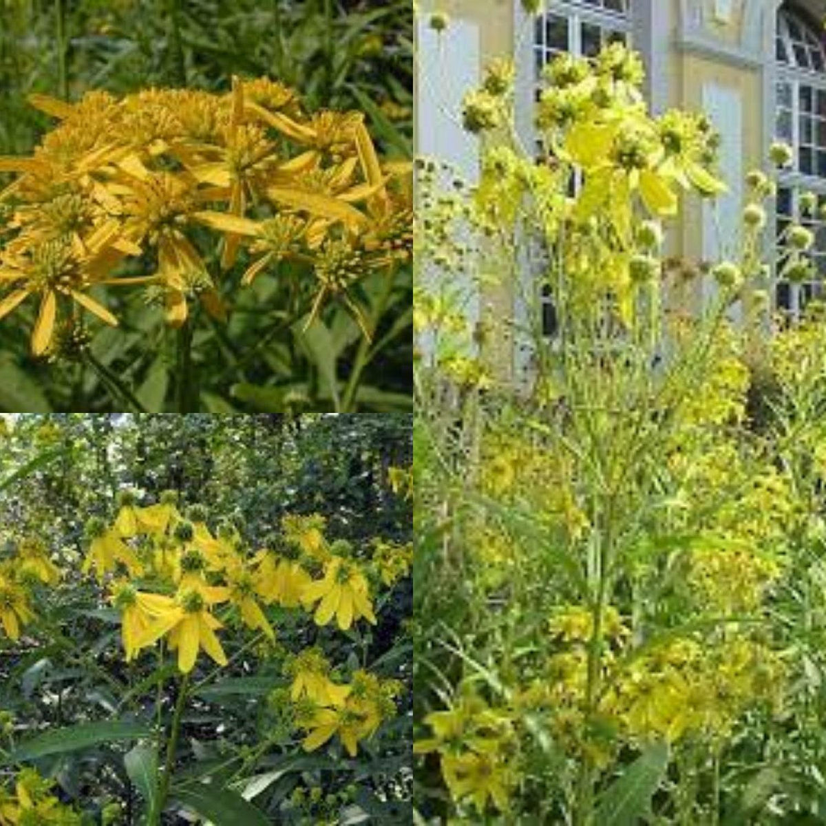 50+ Seeds For Planting, Verbesina Alternifolia Seeds, Wingstem, Yellow ...