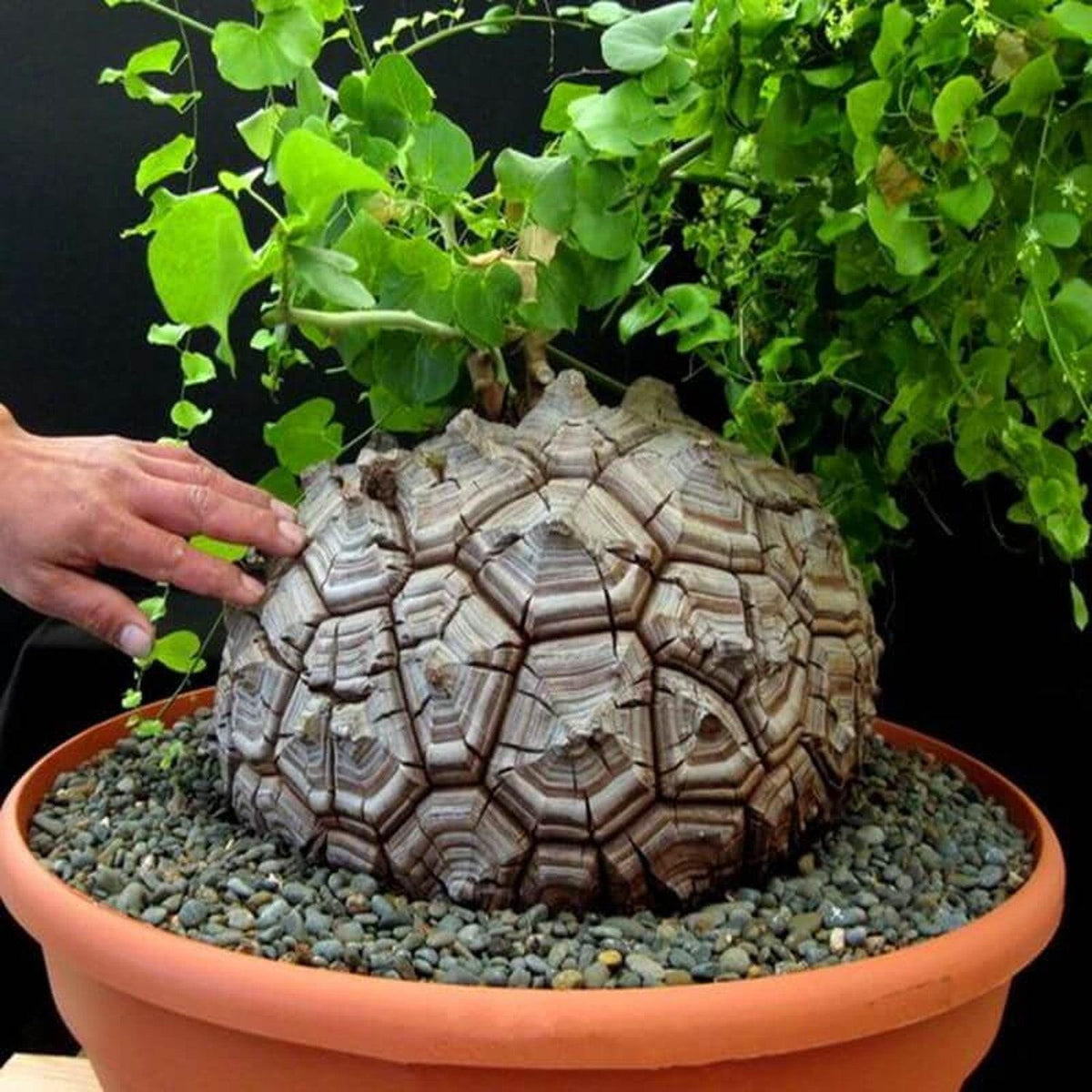 Dioscorea Elephantipes, Elephant S Foot, Tortoise Shell Plant, 35+ See ...