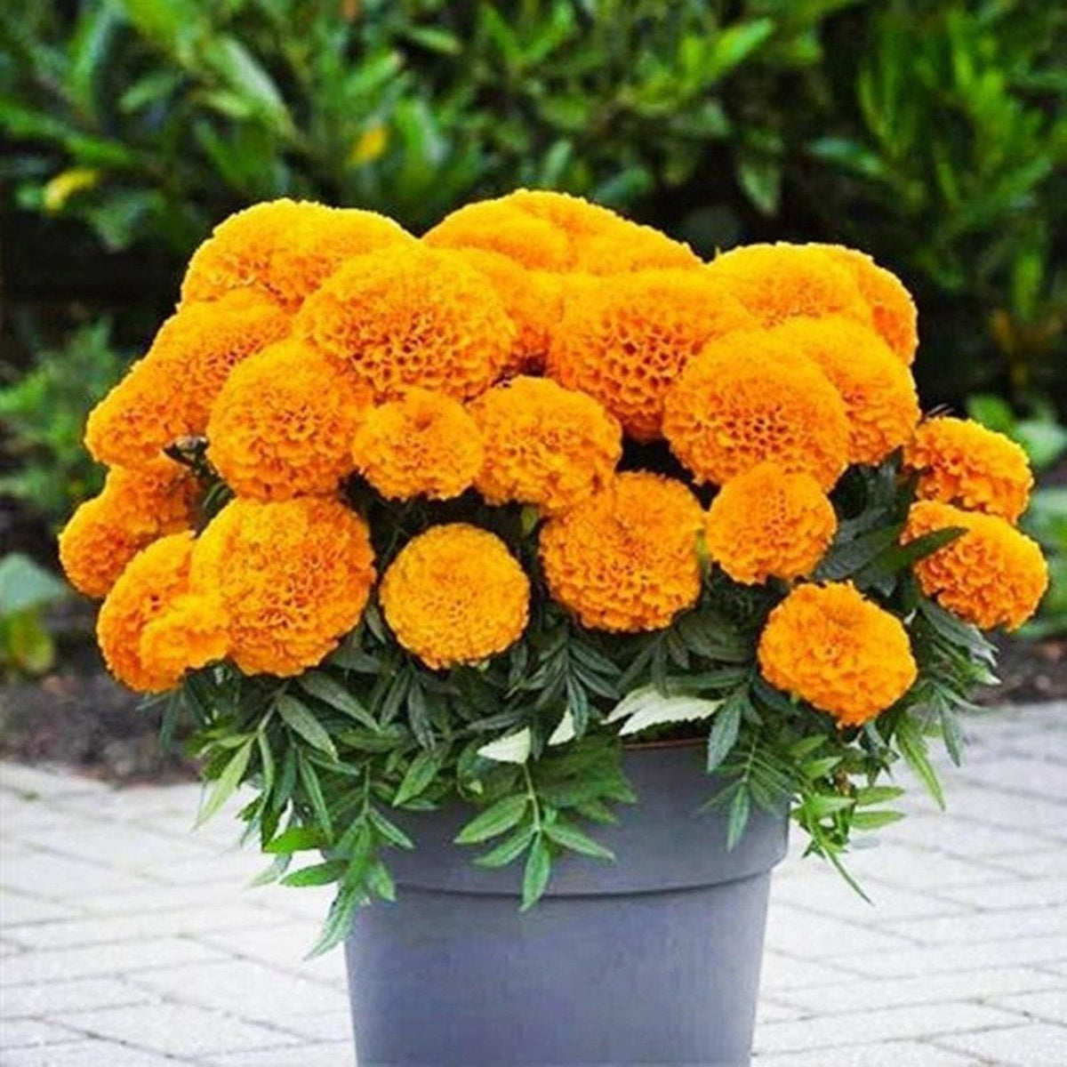 Marigold Dwarf Cupido Orange Seeds Flowering For Planting 100+ Seeds ...