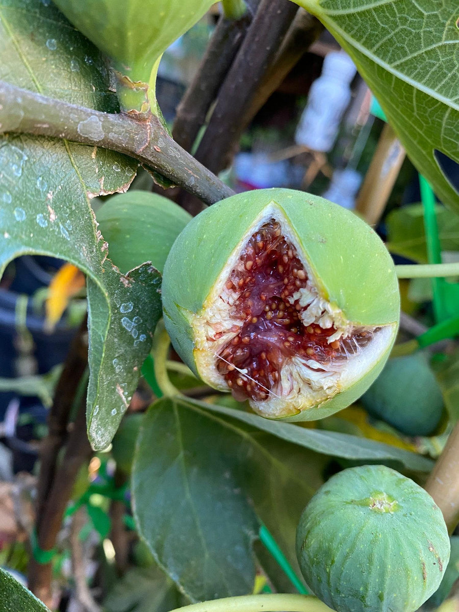 35+ Seeds Honey Fig Tree Fresh Unseedsed Seeds - Perfect for Planting ...