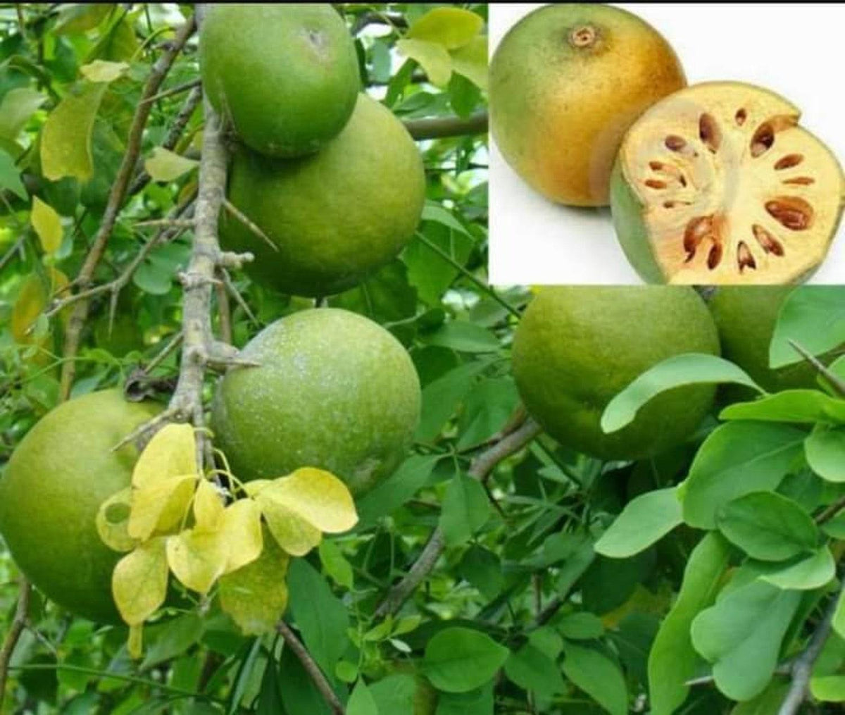 30+ Seeds Of Bael Fruit ,sacred Aegle Marmelos , Bengal Quince , Bilva ...